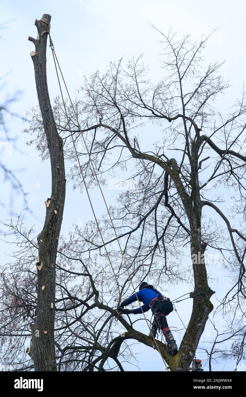A man cuts high tree branches, a forester with a chainsaw clears a tree ...