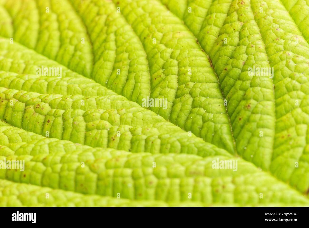 Texture macro hi-res stock photography and images - Alamy