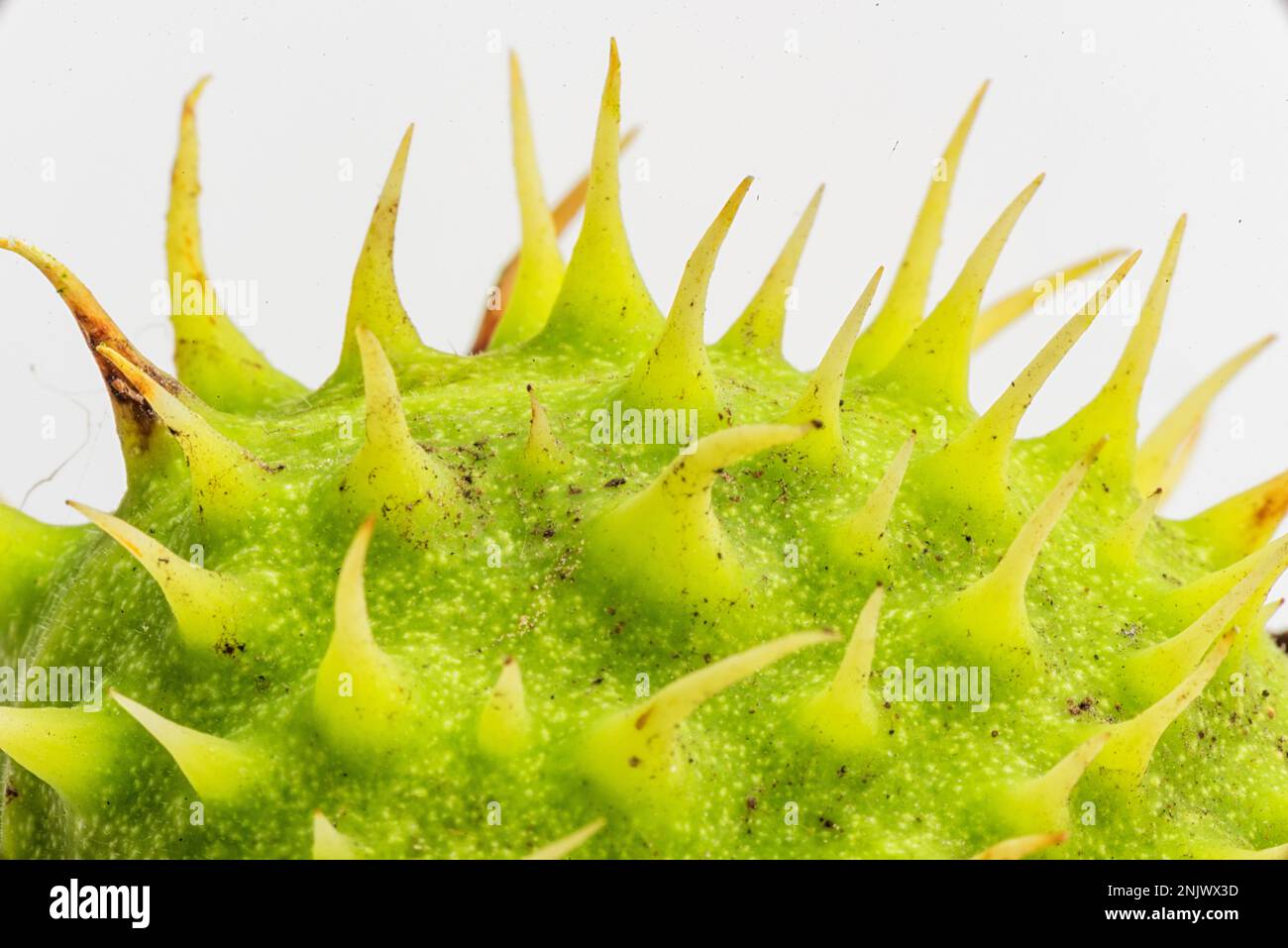 Raw Chestnut on White Background Stock Photo - Alamy