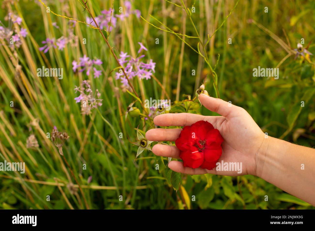 Woman's hand picking a red flower of the "trumpet" type Stock Photo - Alamy