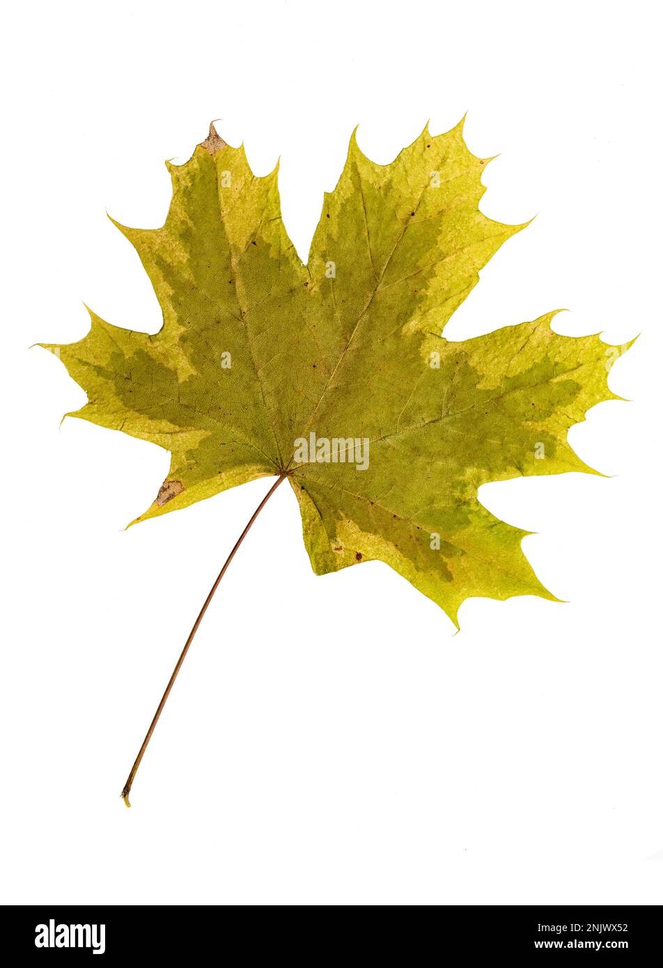 Autumn Color Maple Leaf. Isolated on White Background Stock Photo - Alamy