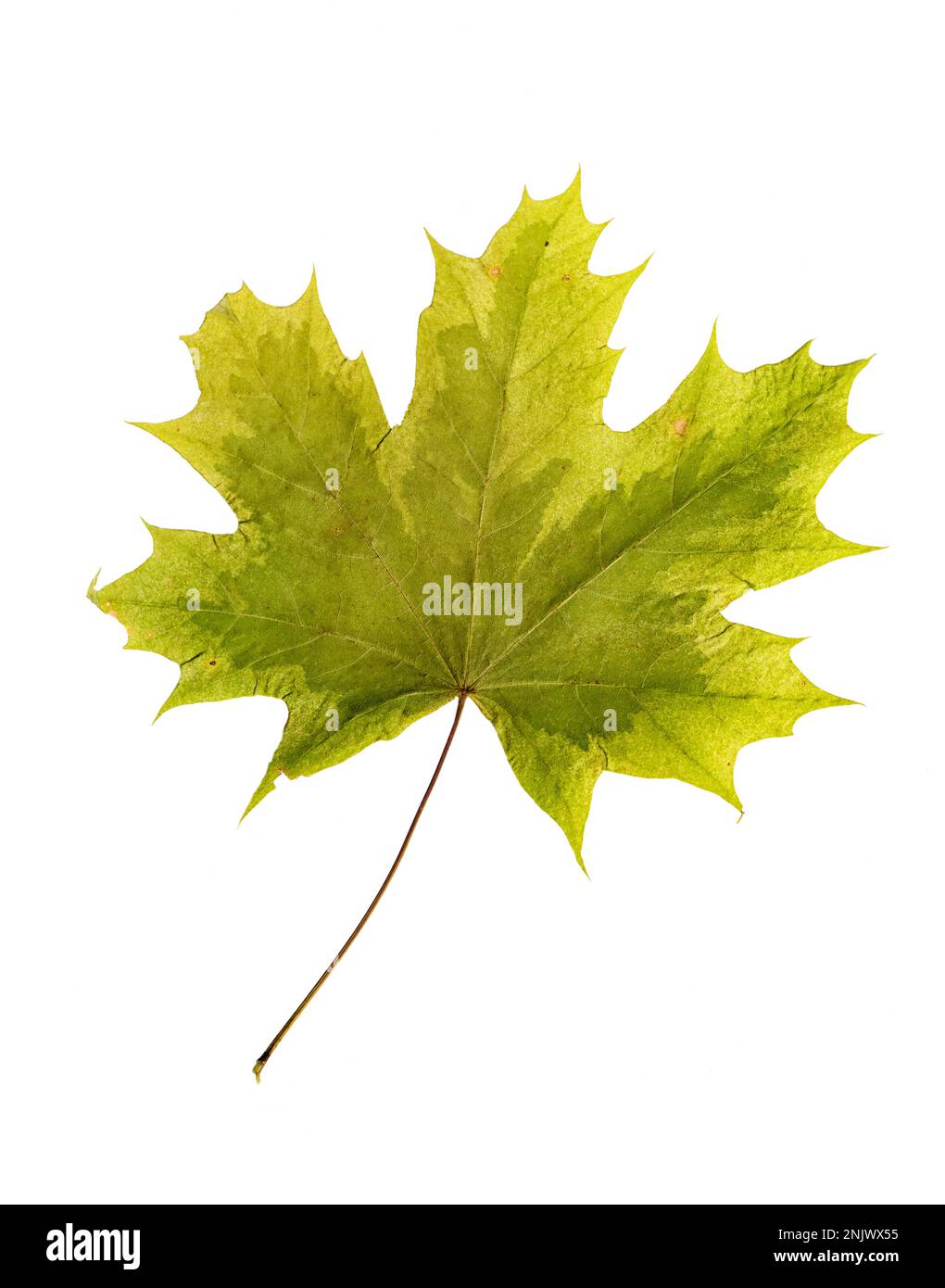 Autumn Color Maple Leaf. Isolated on White Background Stock Photo - Alamy