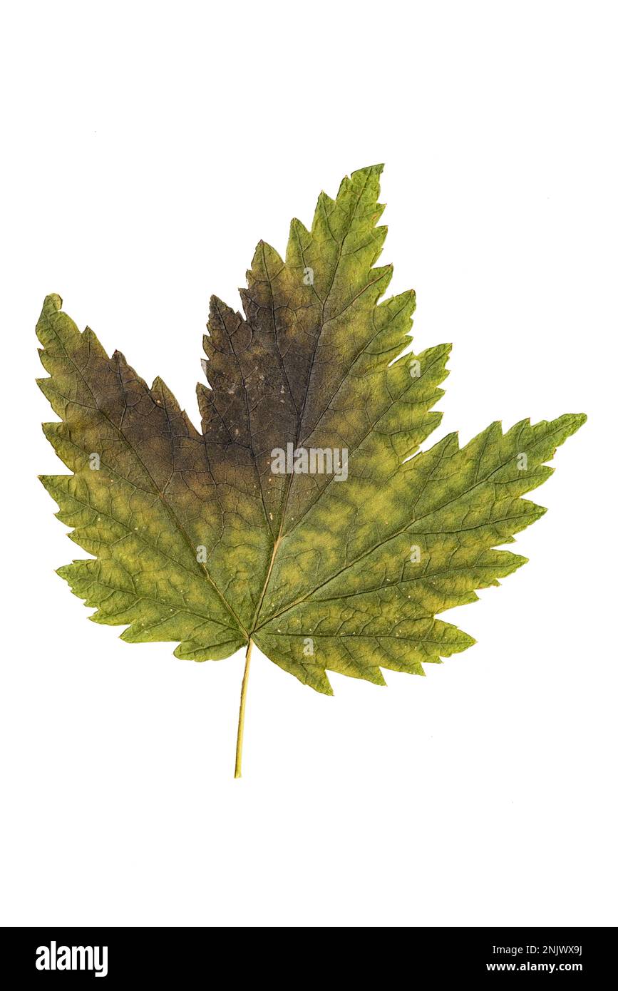 Autumn Color Strawberry Leaf. Isolated on White Background Stock Photo ...