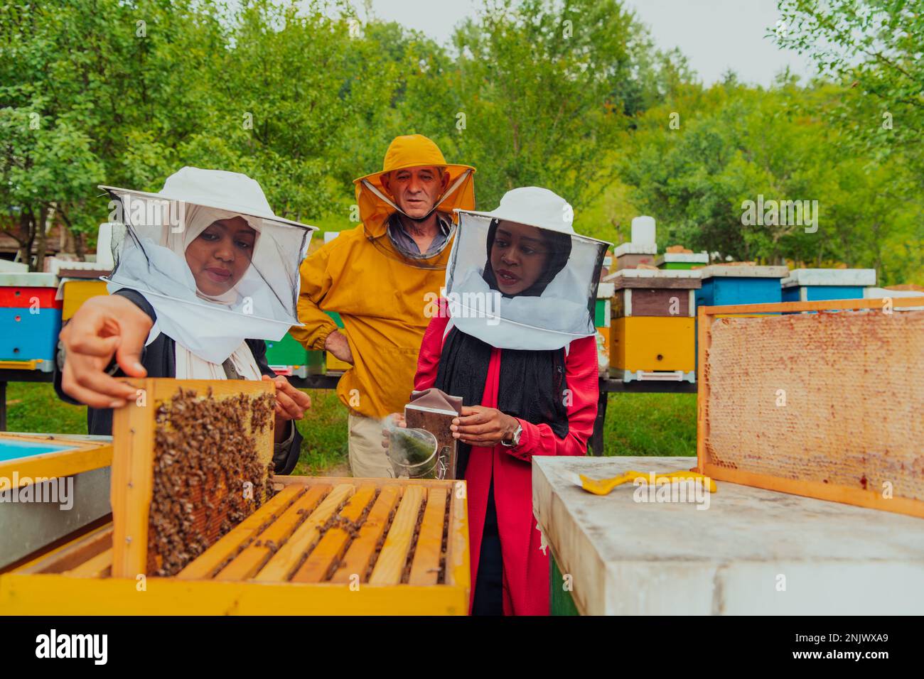 Business partners with an experienced senior beekeeper checking the ...