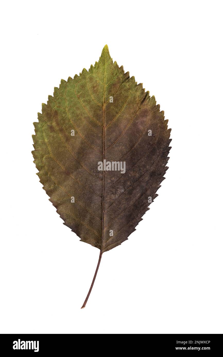 Autumn Color Leaf. Isolated on White Background Stock Photo - Alamy
