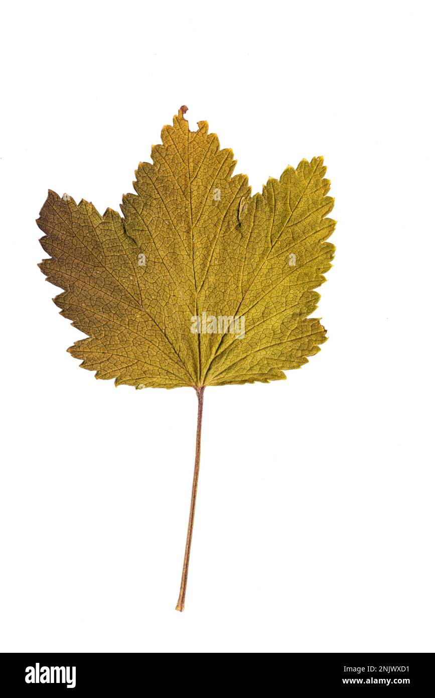 Autumn Color Leaf. Isolated on White Background Stock Photo - Alamy