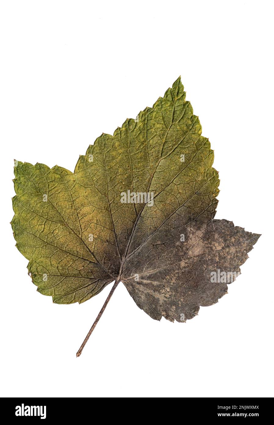 Autumn Color Leaf. Isolated on White Background Stock Photo - Alamy