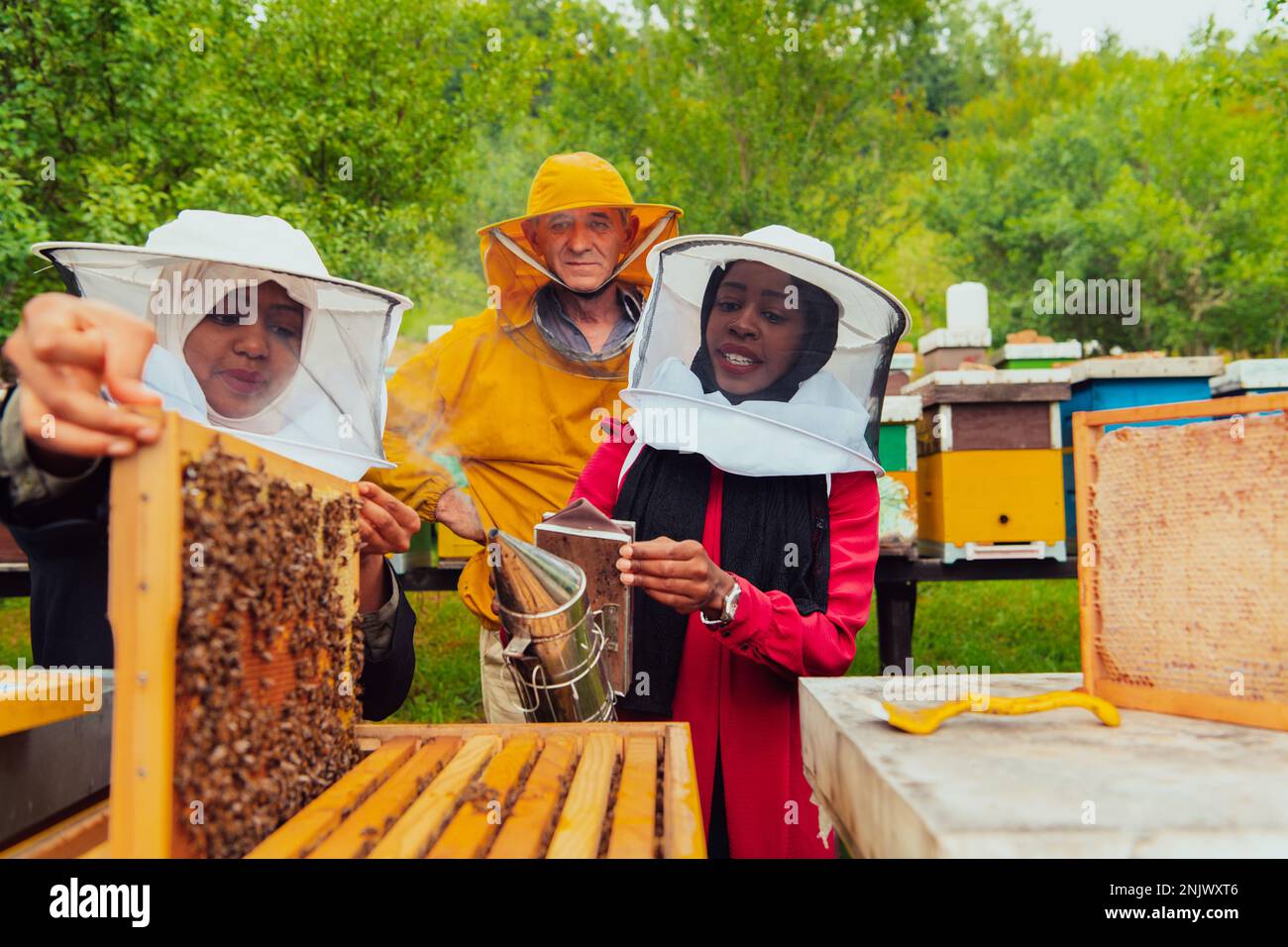 Business partners with an experienced senior beekeeper checking the quality and production of ...