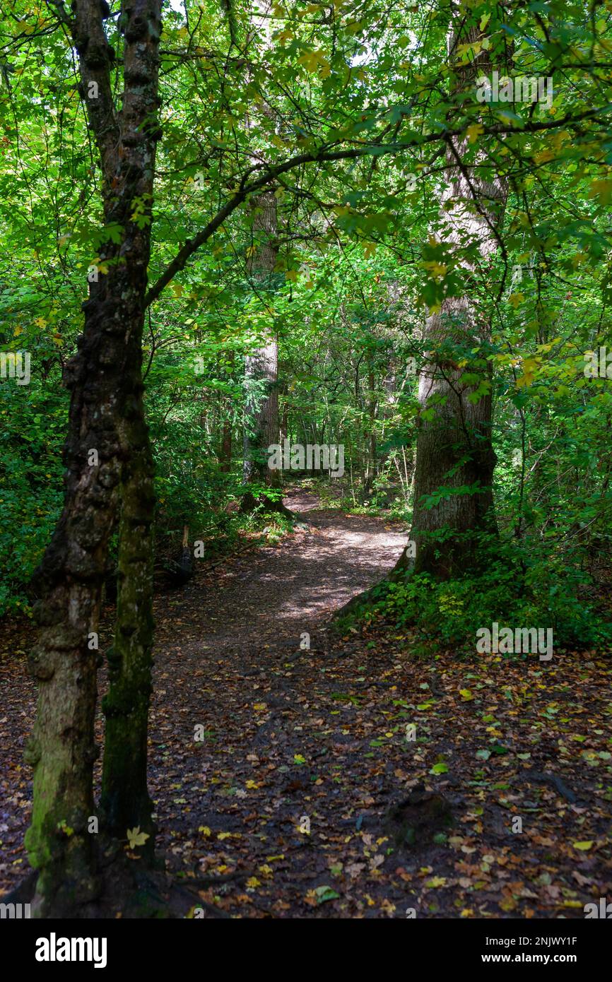 A woodland path in West Walk, Forest of Bere, Hampshire, UK in early ...