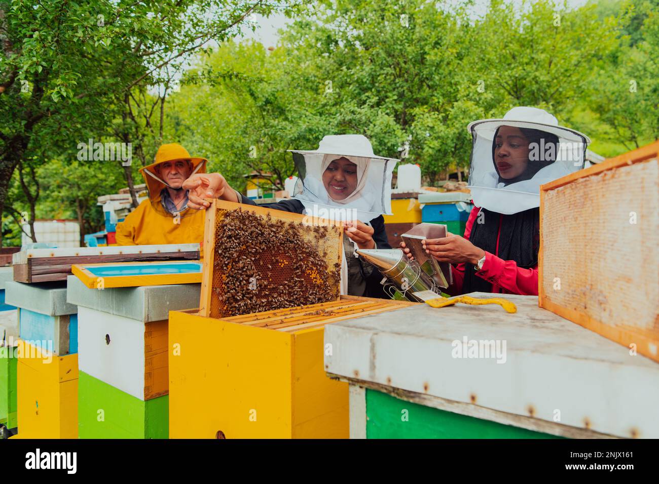 Business partners with an experienced senior beekeeper checking the ...