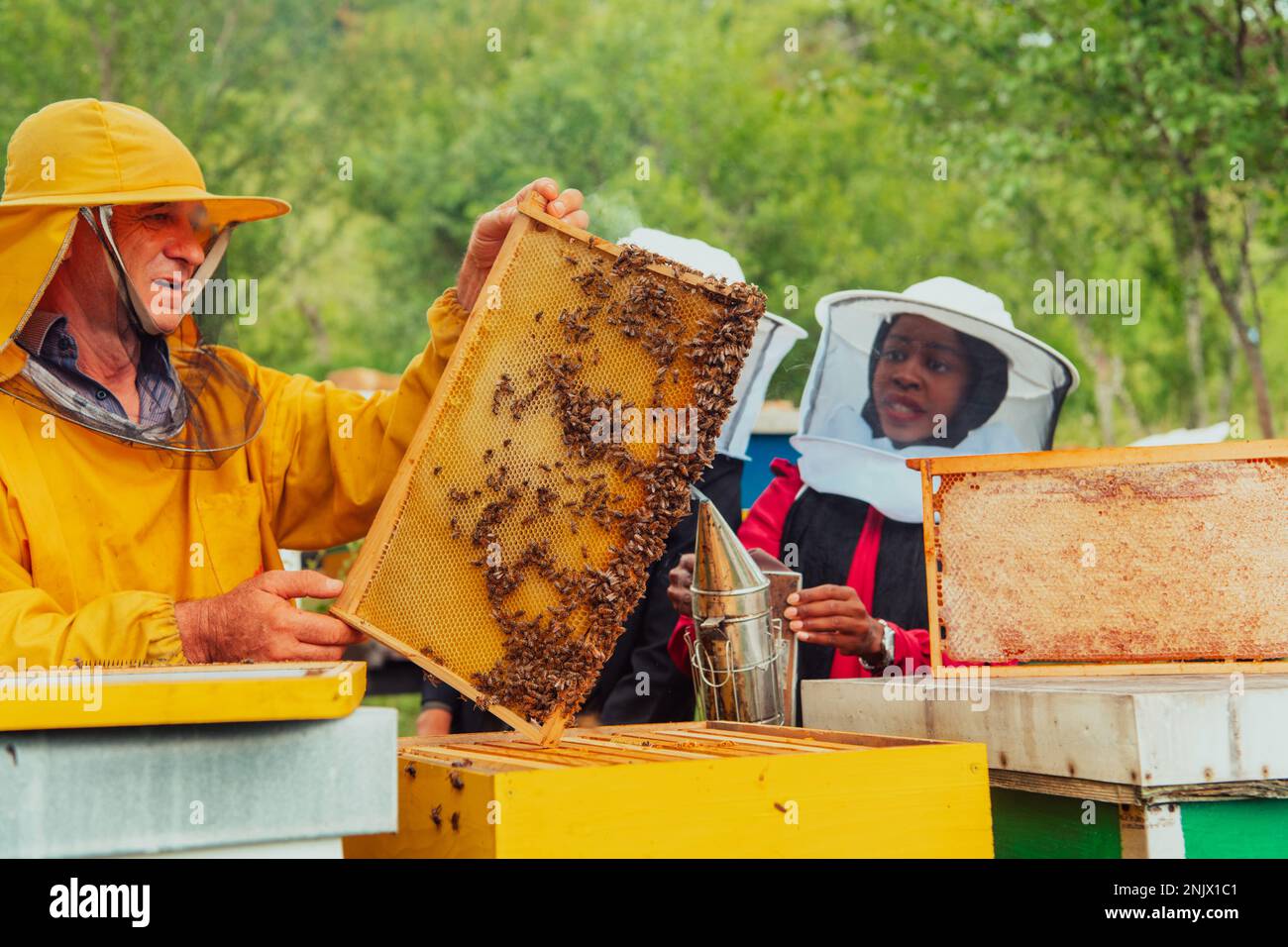 Business partners with an experienced senior beekeeper checking the ...