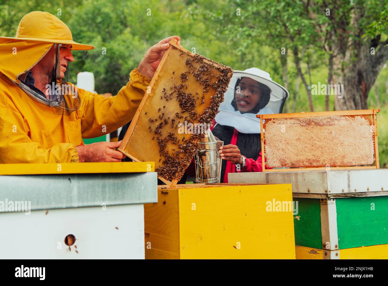 Business partners with an experienced senior beekeeper checking the ...