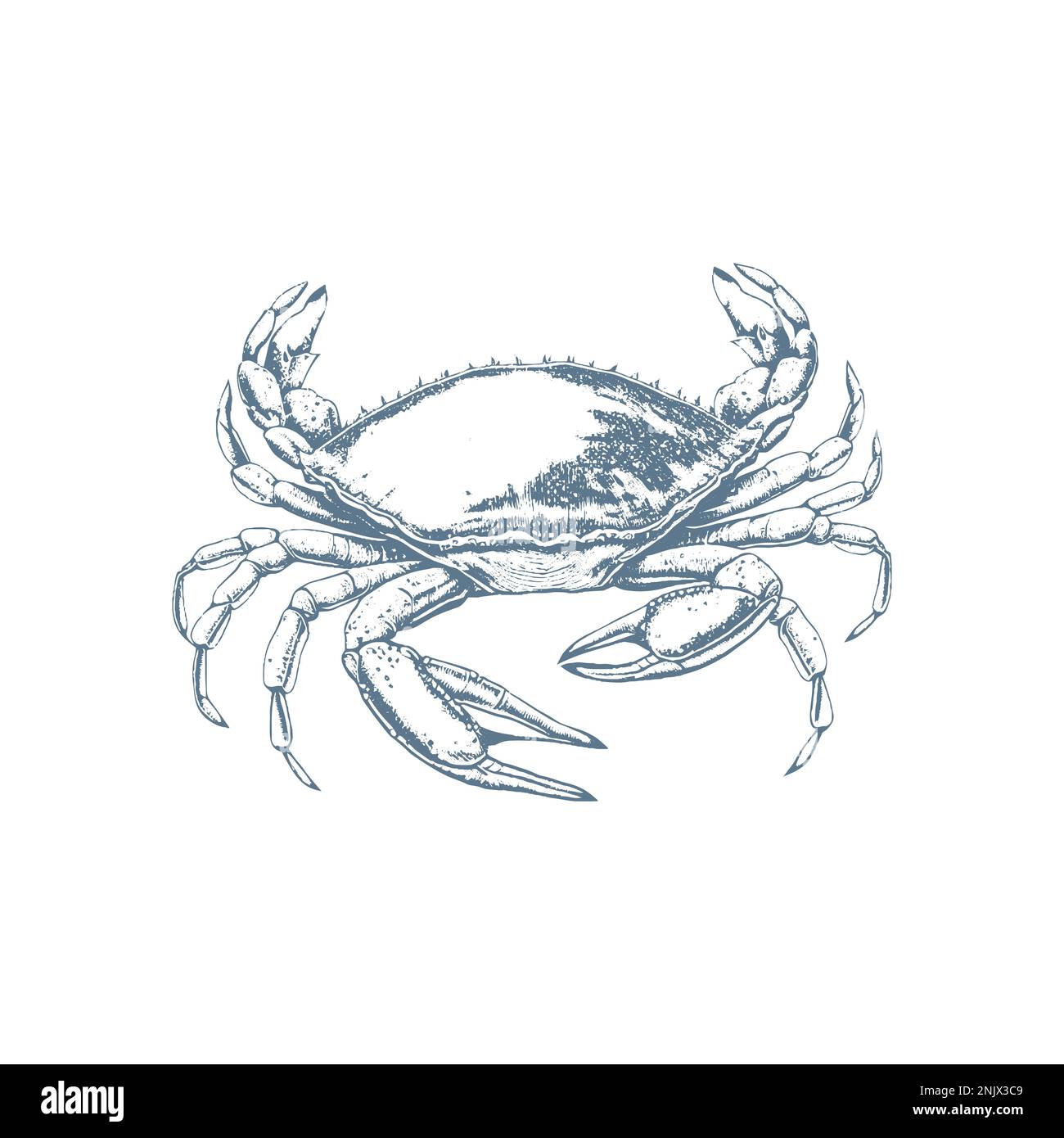Vector vintage crab drawing. Hand drawn monochrome seafood illustration ...
