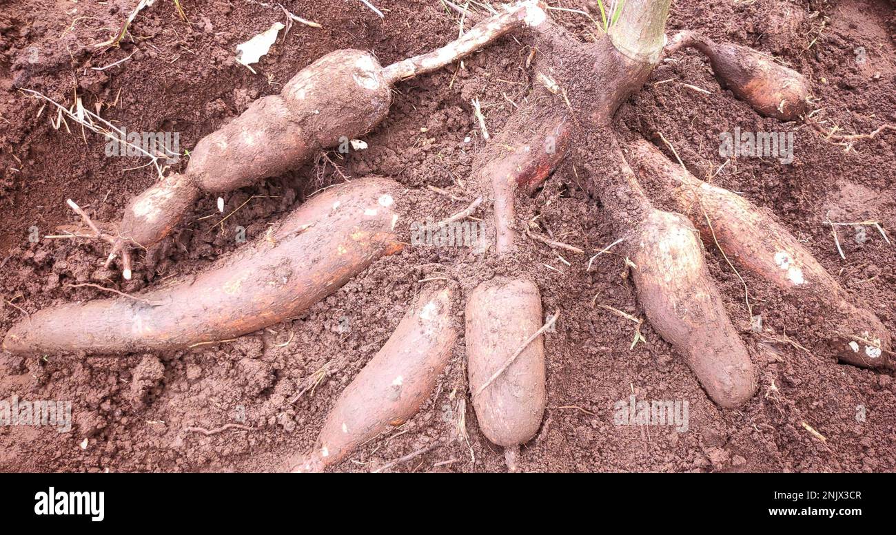 Farmer harvests one cassava plant in the rice field during the day ...