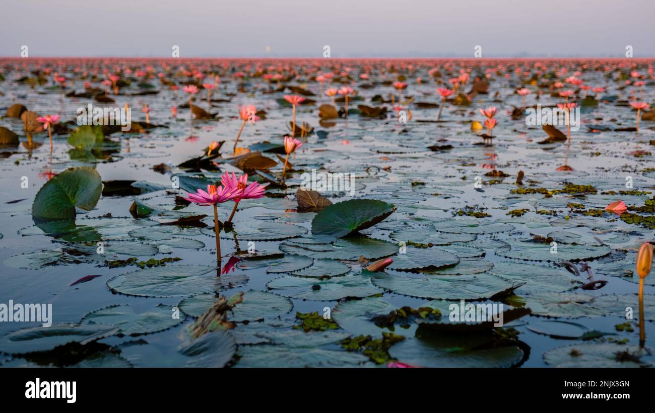 Beautiful Red Lotus Sea Kumphawapi with pink flowers in Udon Thani in ...