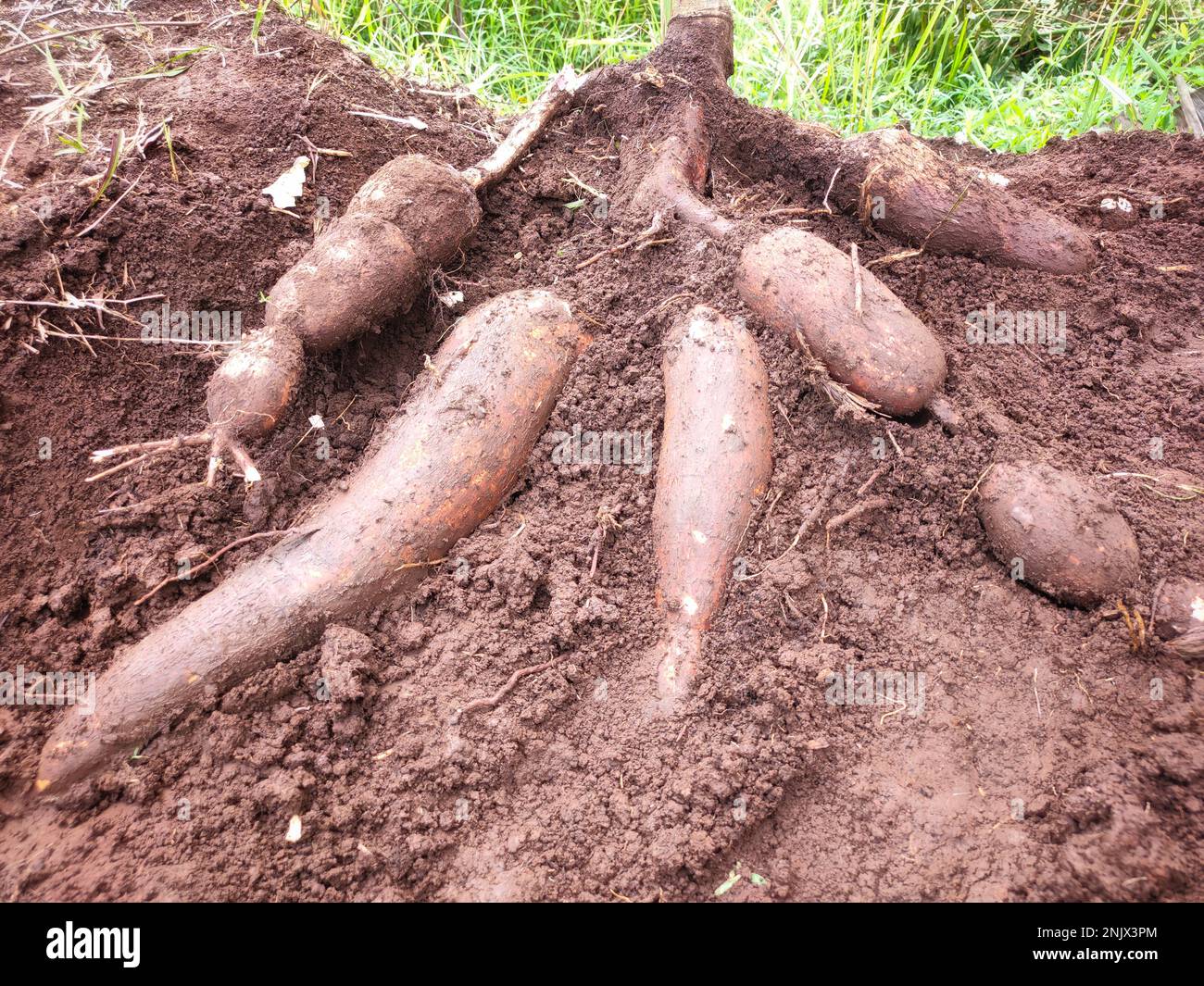 Farmer harvests one cassava plant in the rice field during the day ...