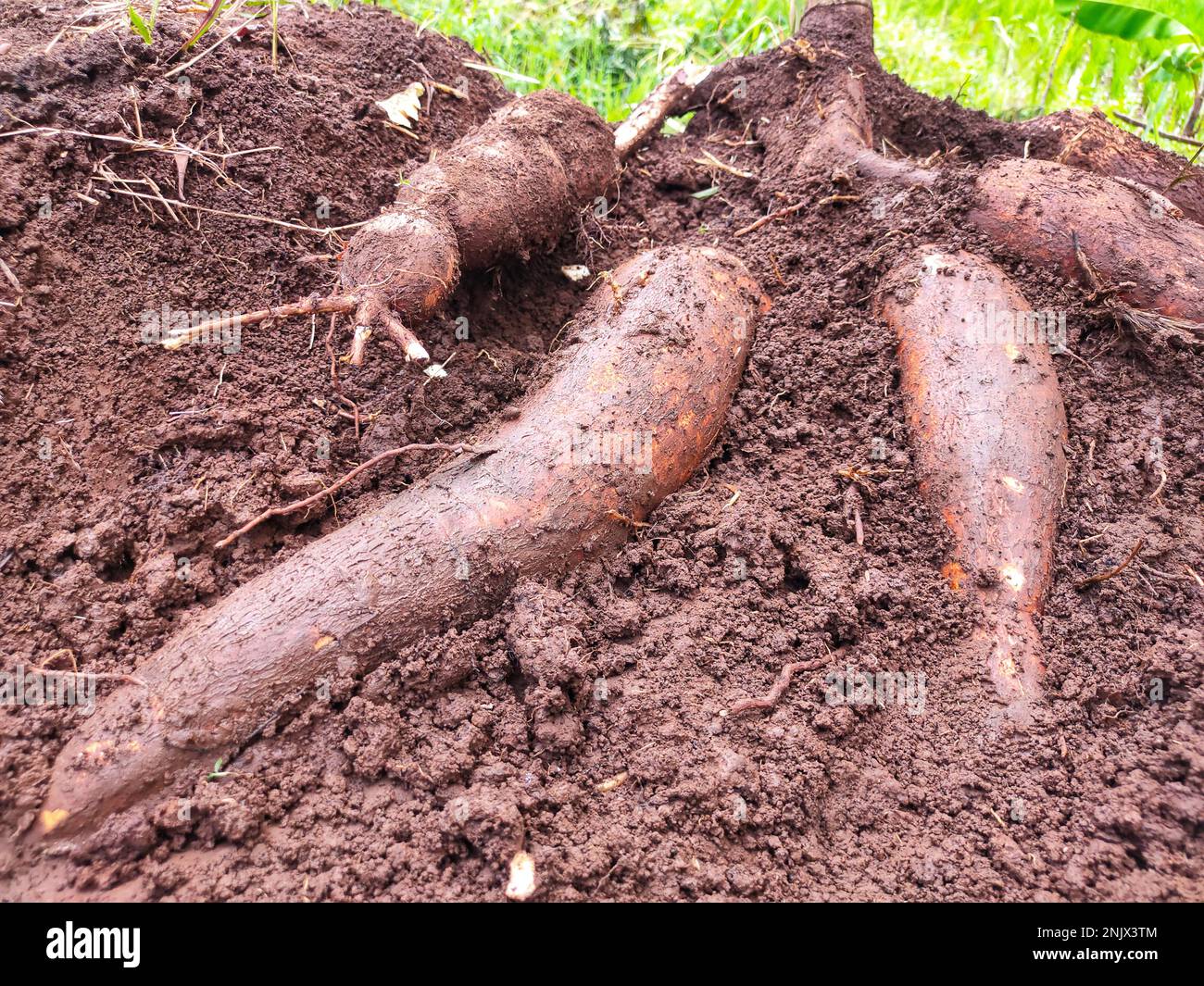 Farmer Harvests One Cassava Plant In The Rice Field During The Day Cassava Is A Tuber Root That