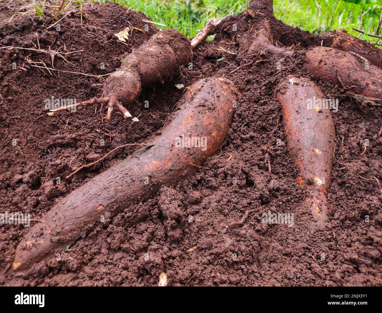 Farmer harvests one cassava plant in the rice field during the day ...