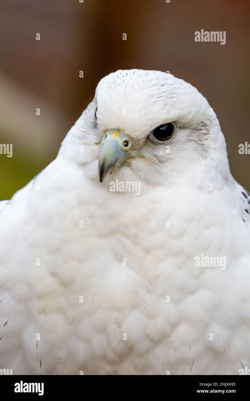 Gyrfalcon (Falco rusticolus) closeup portrait Stock Photo - Alamy