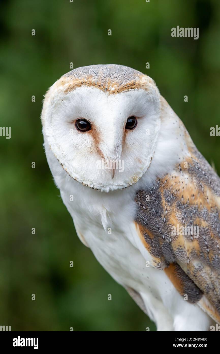 Barn owl (Tyto alba) portrait Stock Photo - Alamy