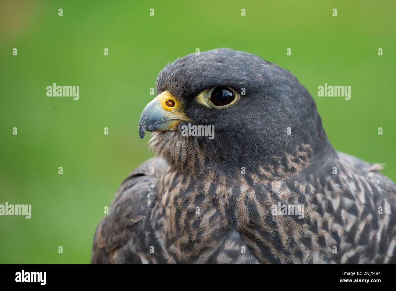 Closeup of a falcon showing head, eye and beak, side profile Stock ...