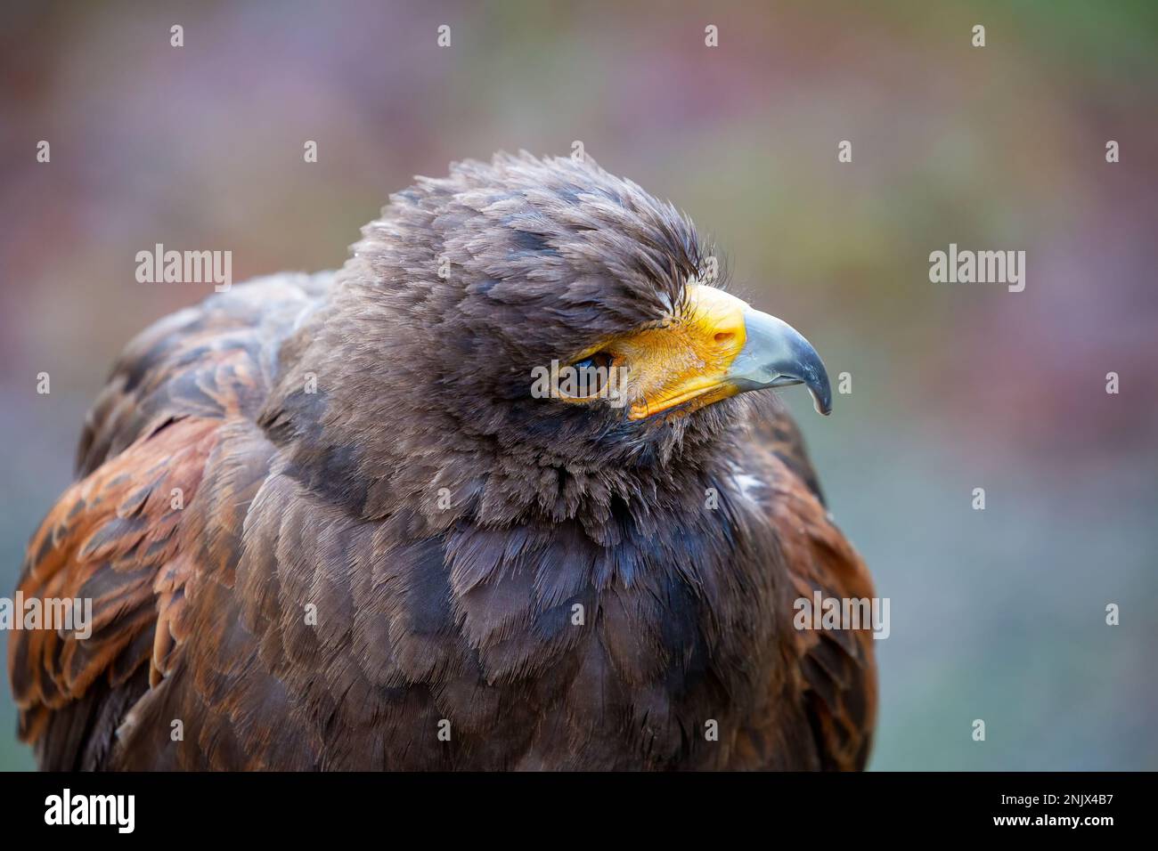 Closeup of a falcon showing head, eye and beak, side profile Stock ...