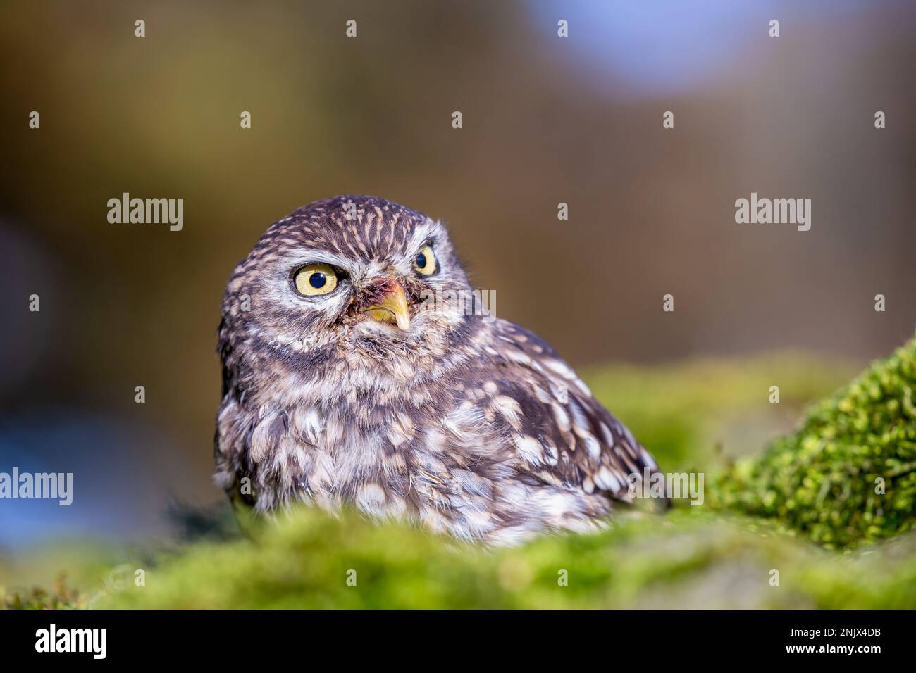 Little owl (Athene noctua), also known as the owl of Athena or owl of ...
