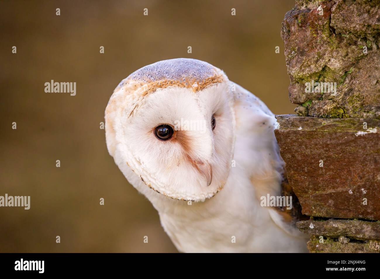 Barn owl (Tyto alba) portrait Stock Photo - Alamy