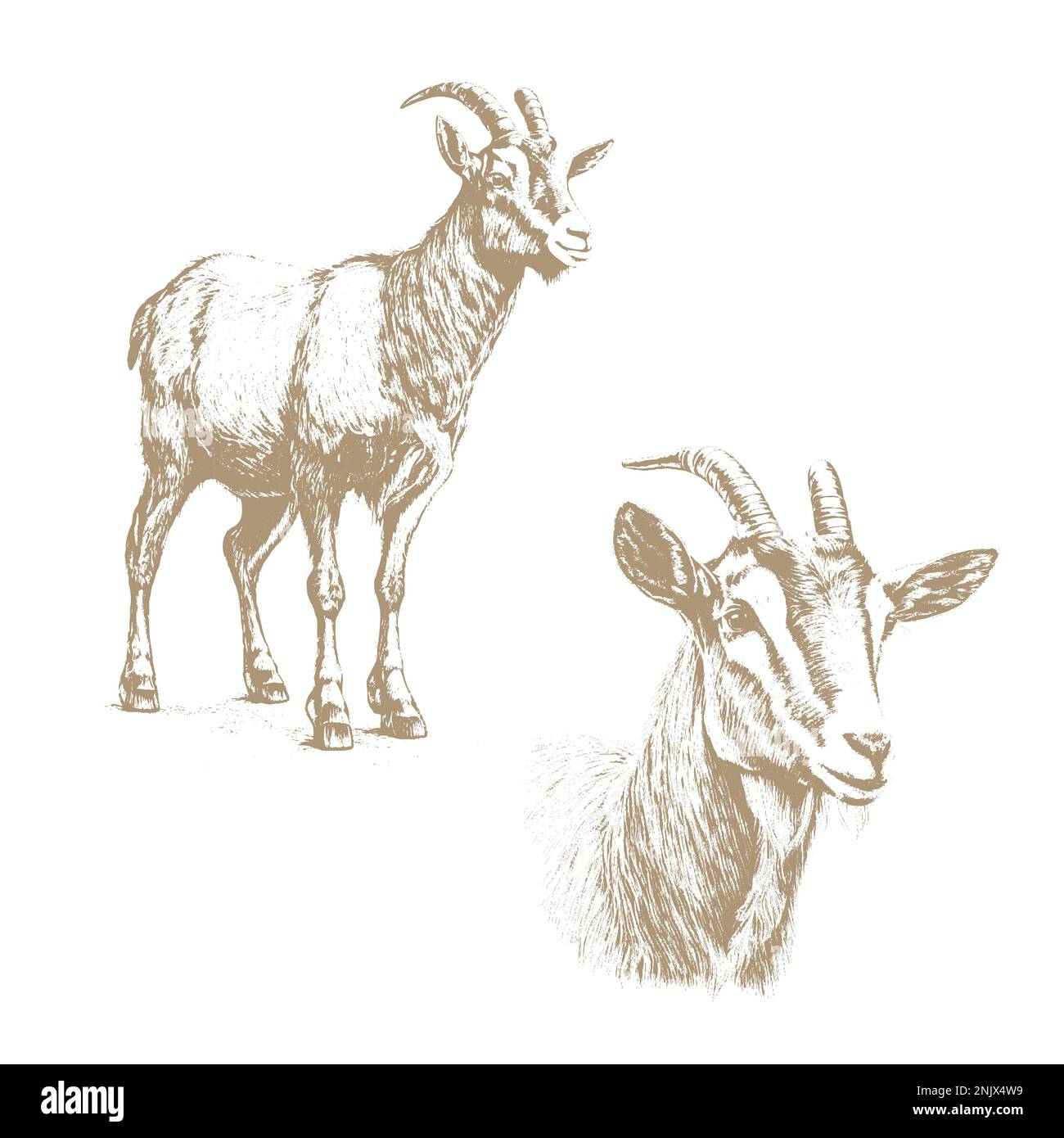 Goat. Series of farm animals. Graphics, hand drawing. Sketch. Vintage ...