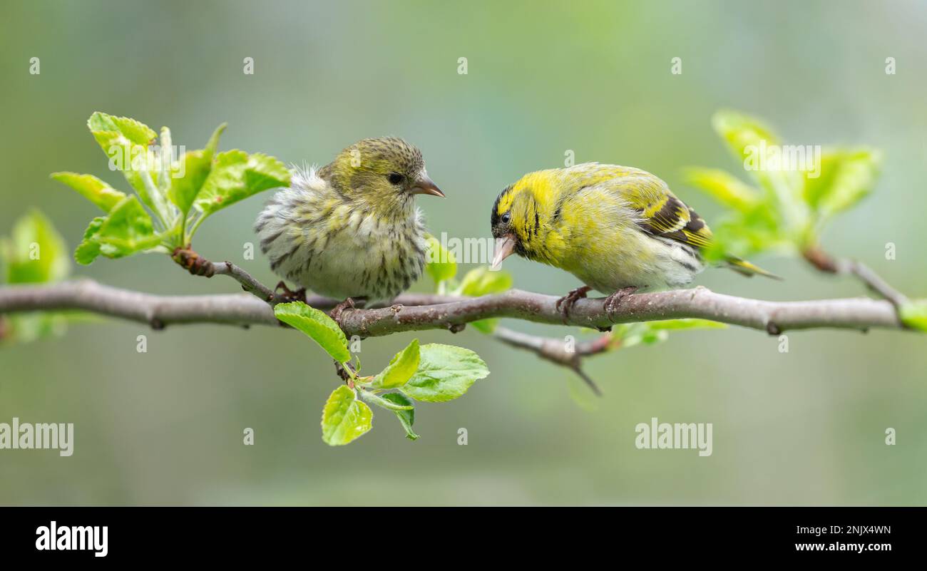 Two Little bird sitting on branch of tree. Male and female The Eurasian ...