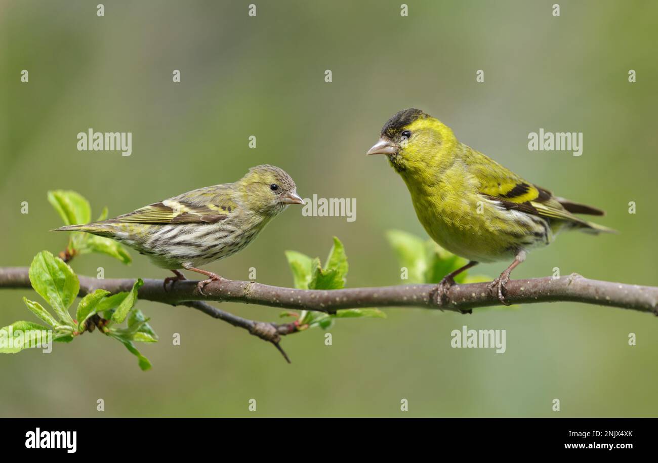 Two Little bird sitting on branch of tree. Male and female The Eurasian ...