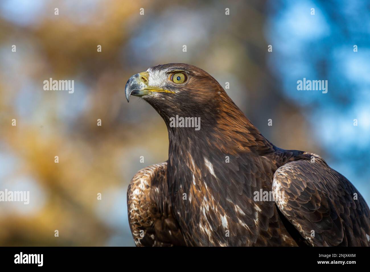 Golden Eagle (Aquila chrysaetos Stock Photo - Alamy