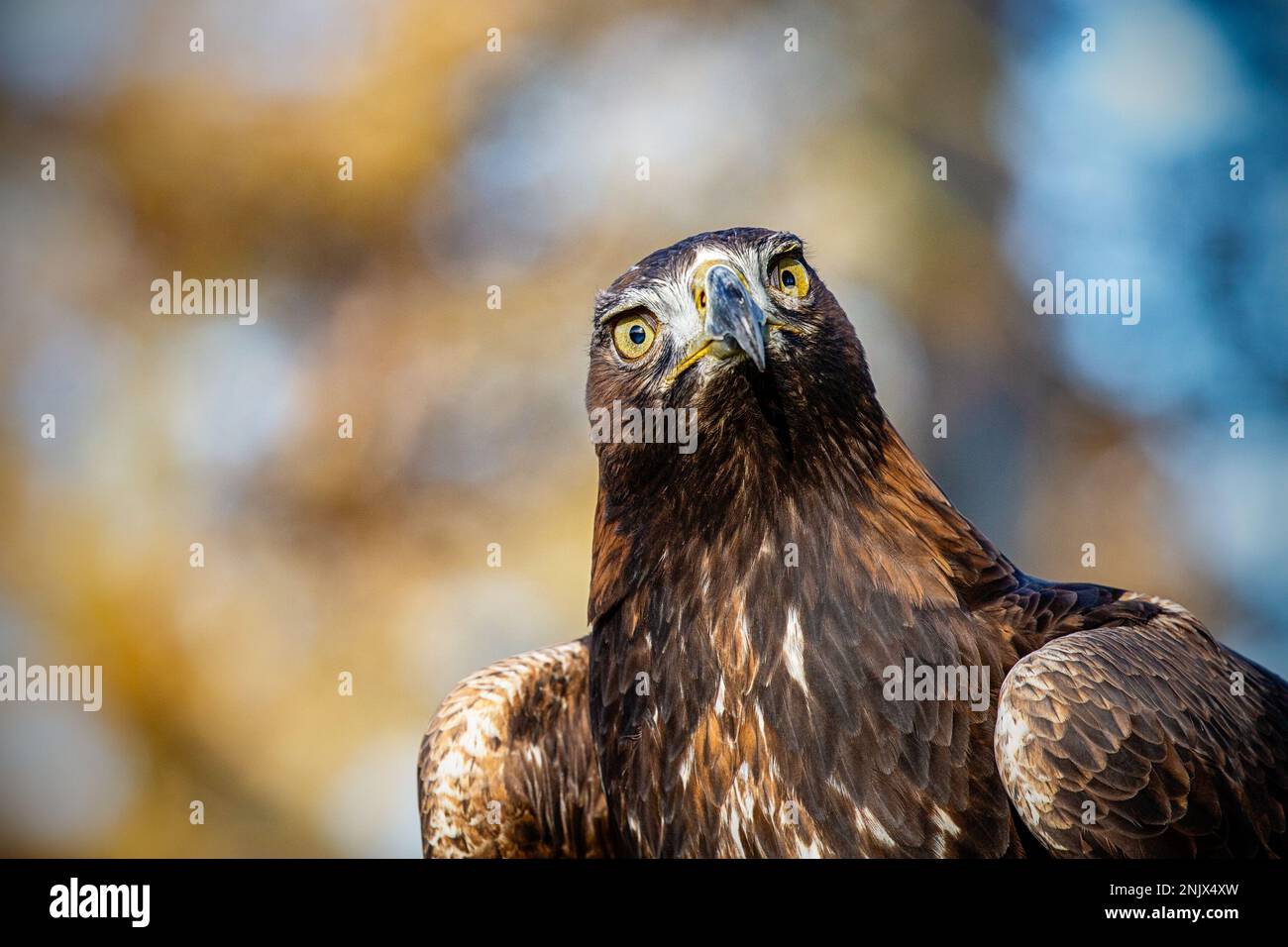Golden Eagle (Aquila chrysaetos) with quizzical expression looking at ...