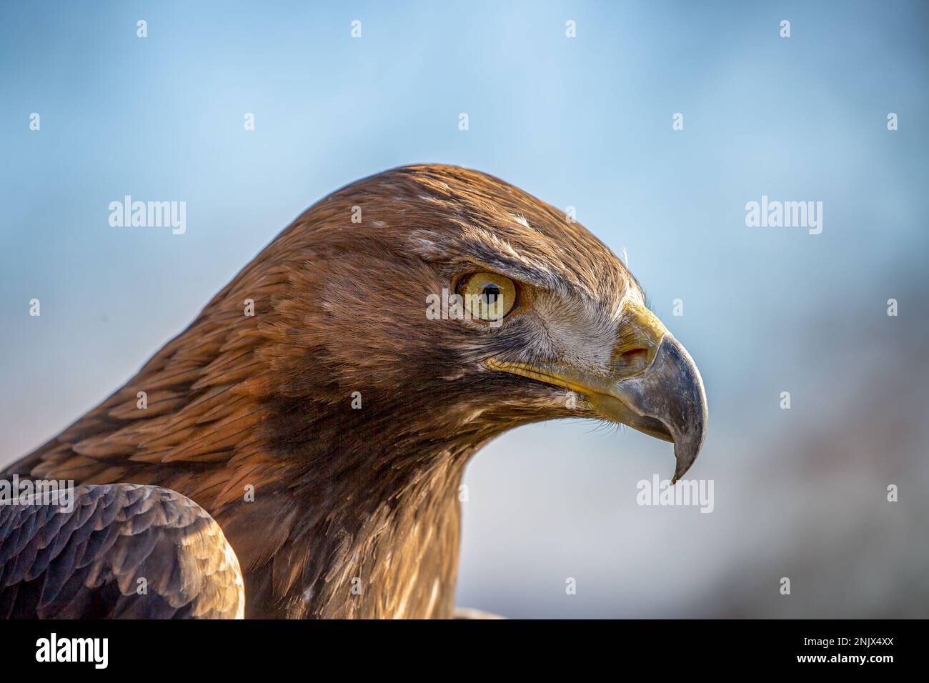 Golden Eagle (Aquila chrysaetos) closeup side profile Stock Photo - Alamy