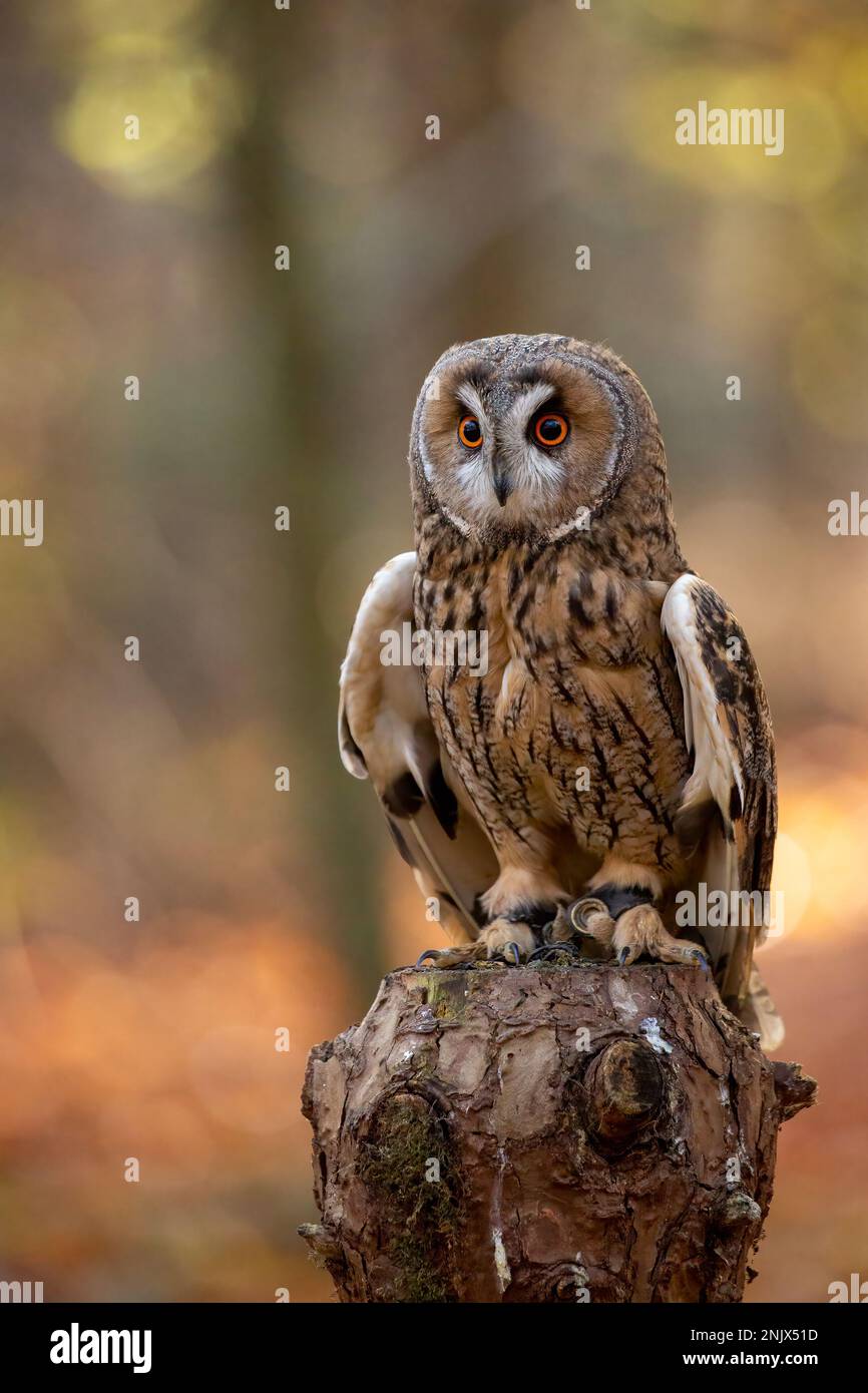 Long-eared owl (Asio otus) also known as the lesser horned owl or cat ...