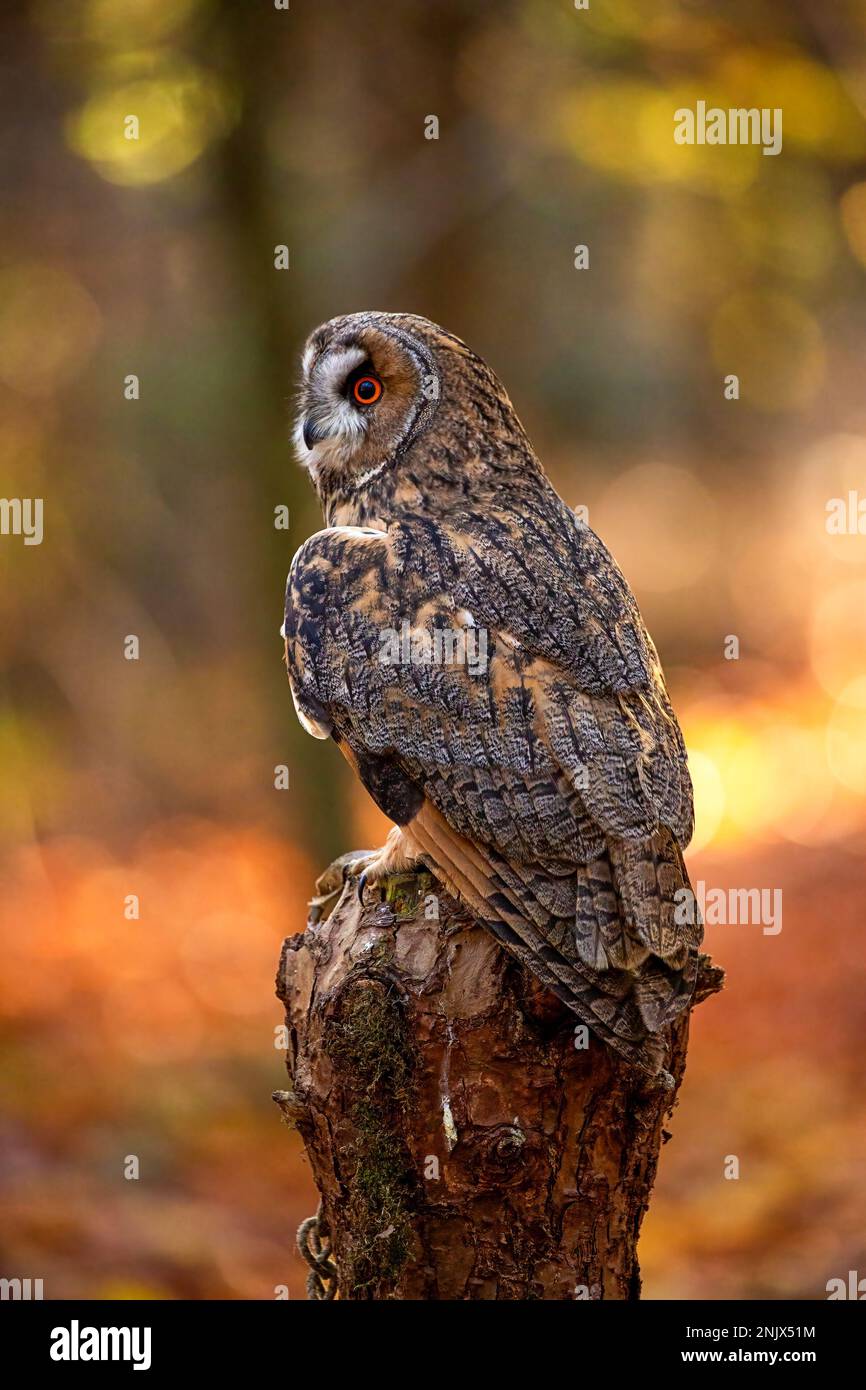 Wise owl hi-res stock photography and images - Alamy