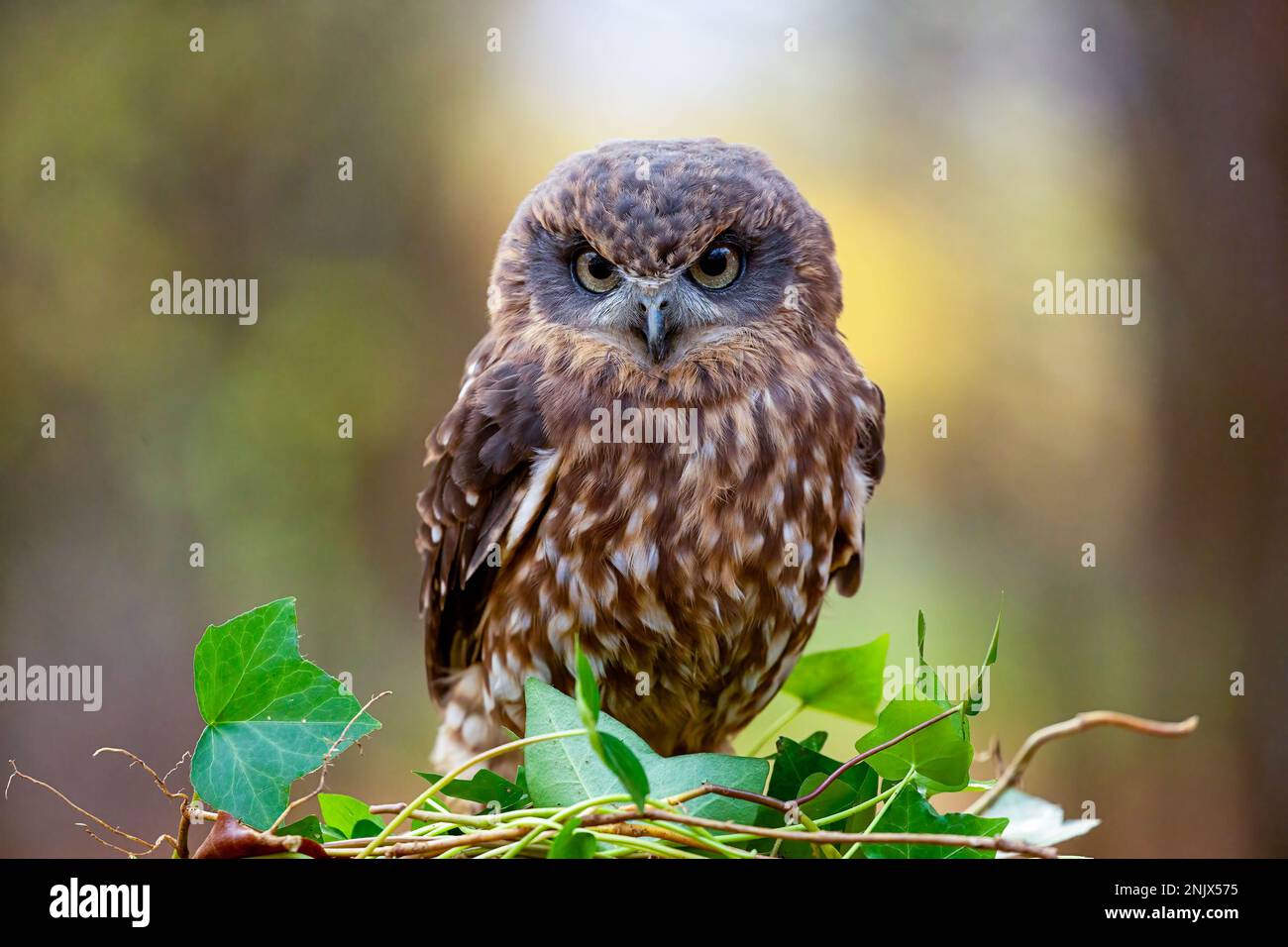 Southern boobook owl (Ninox boobook Stock Photo - Alamy
