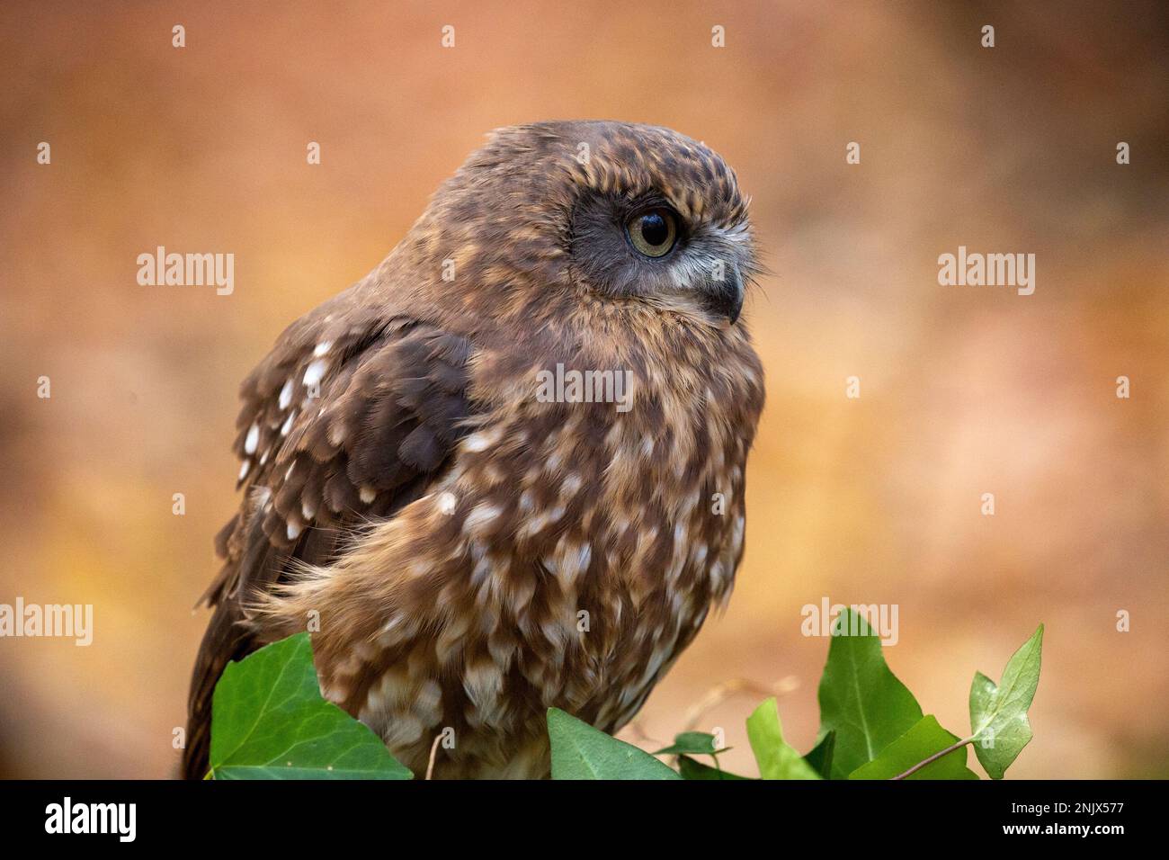 Southern boobook owl (Ninox boobook Stock Photo - Alamy