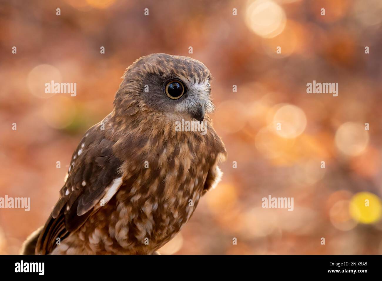 Southern boobook owl (Ninox boobook Stock Photo - Alamy