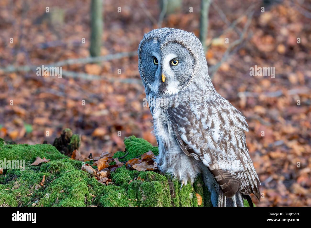 Great grey owl (Strix nebulosa), also known as Great gray owl Stock ...