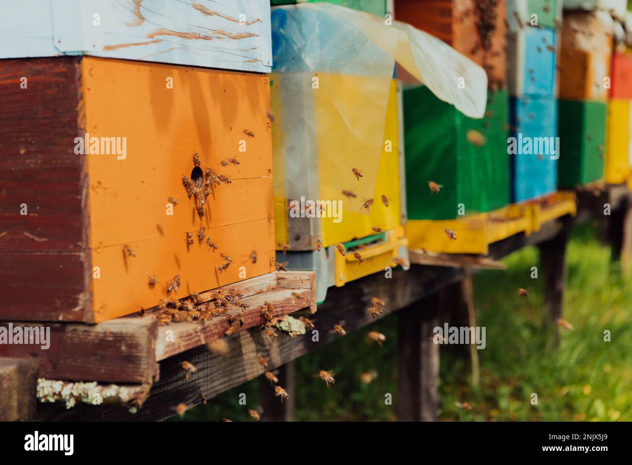 Row of blue and yellow hives. Flowers honey plants in the apiary. Bees ...