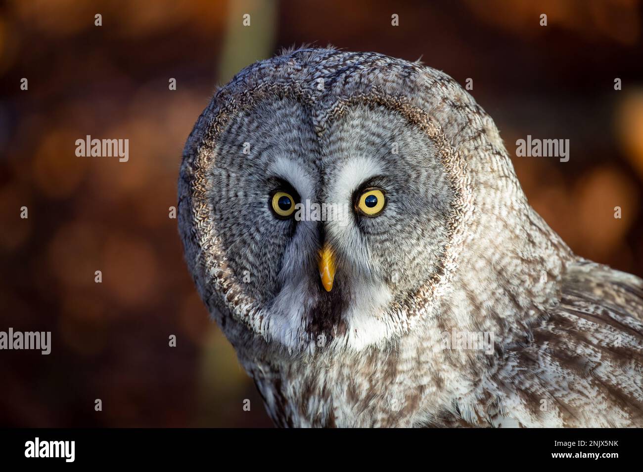 Great grey owl (Strix nebulosa), also known as Great gray owl Stock ...