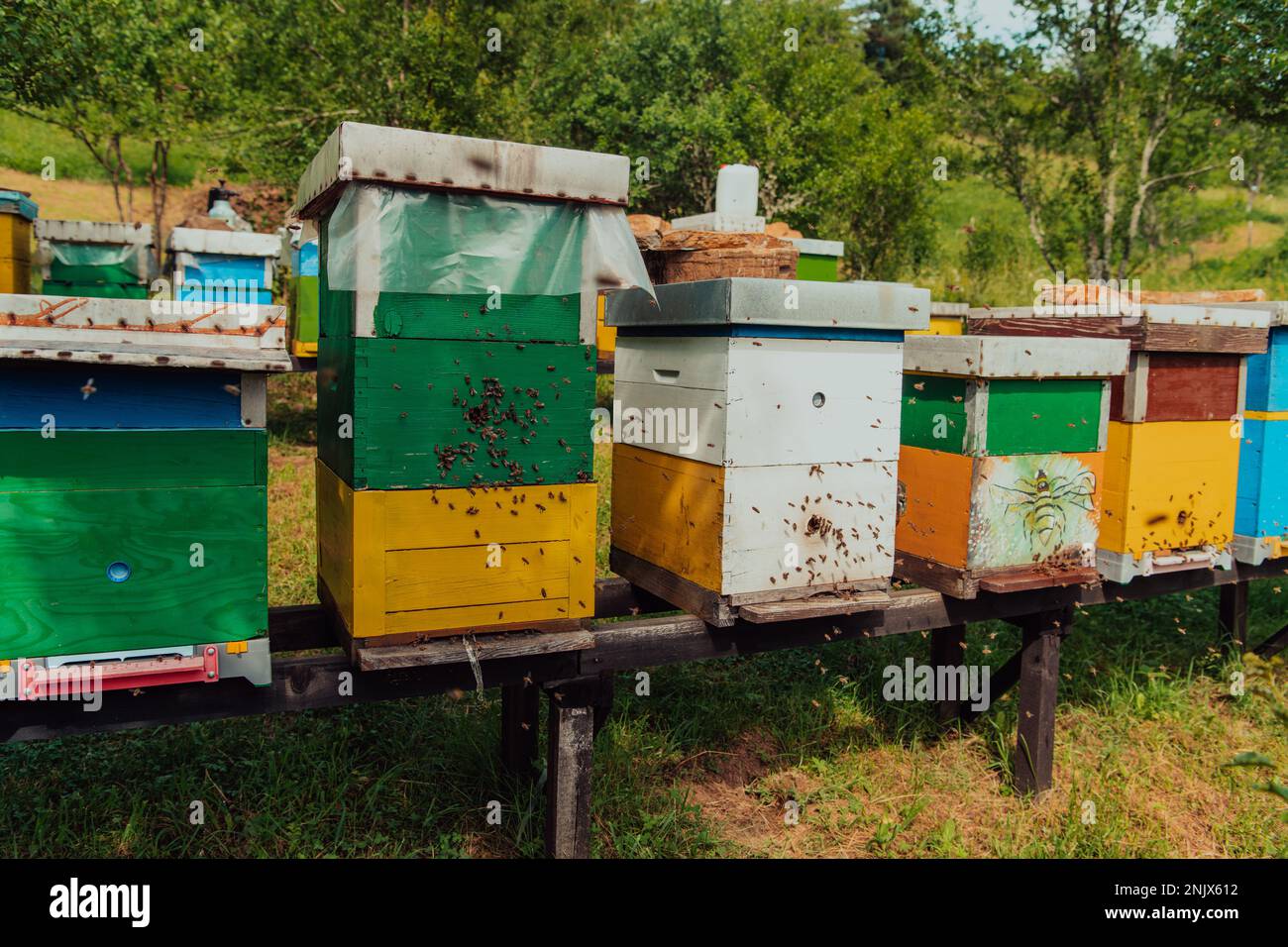Row of blue and yellow hives. Flowers honey plants in the apiary. Bees ...