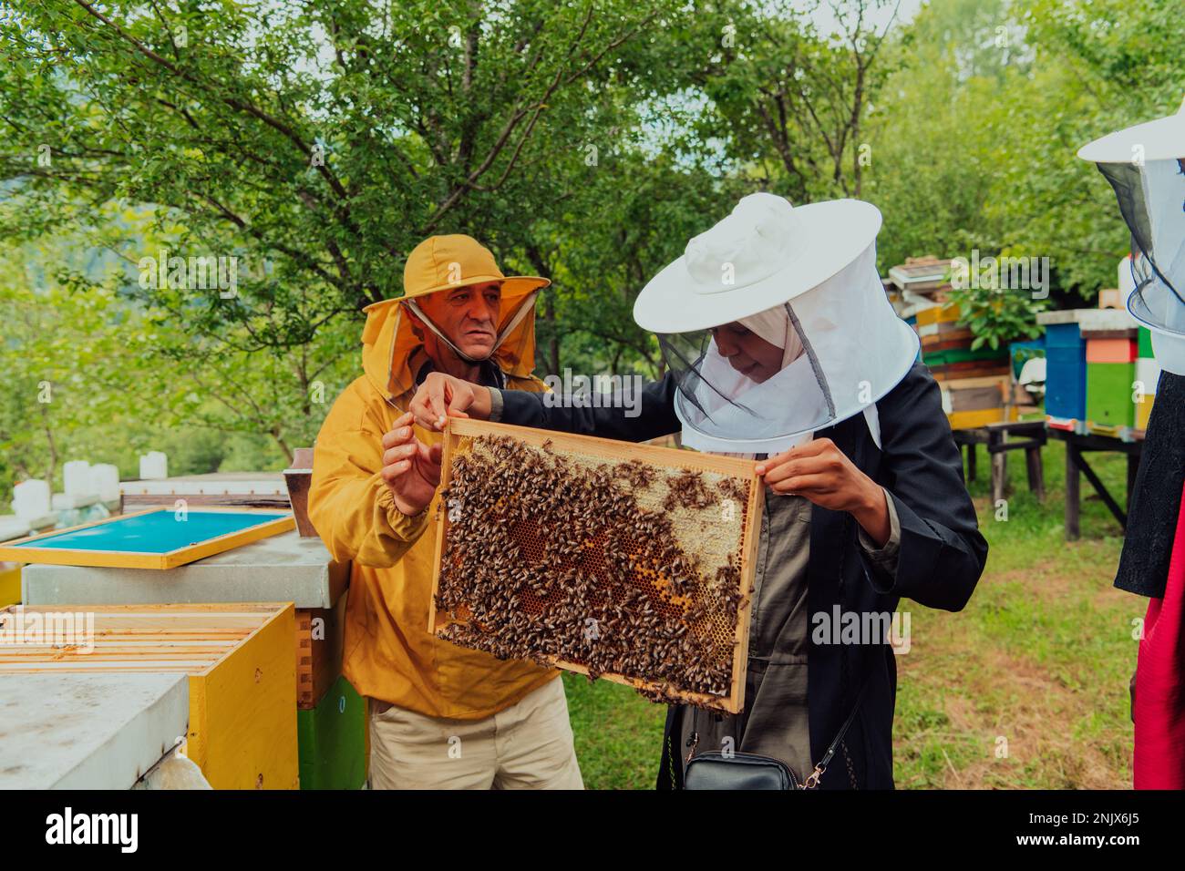 Business partners with an experienced senior beekeeper checking the ...