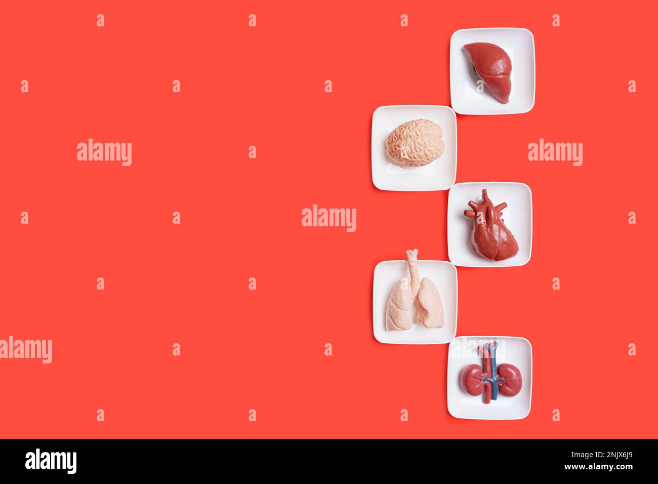 Human body anatomy explanation related background: toy essential organs ...