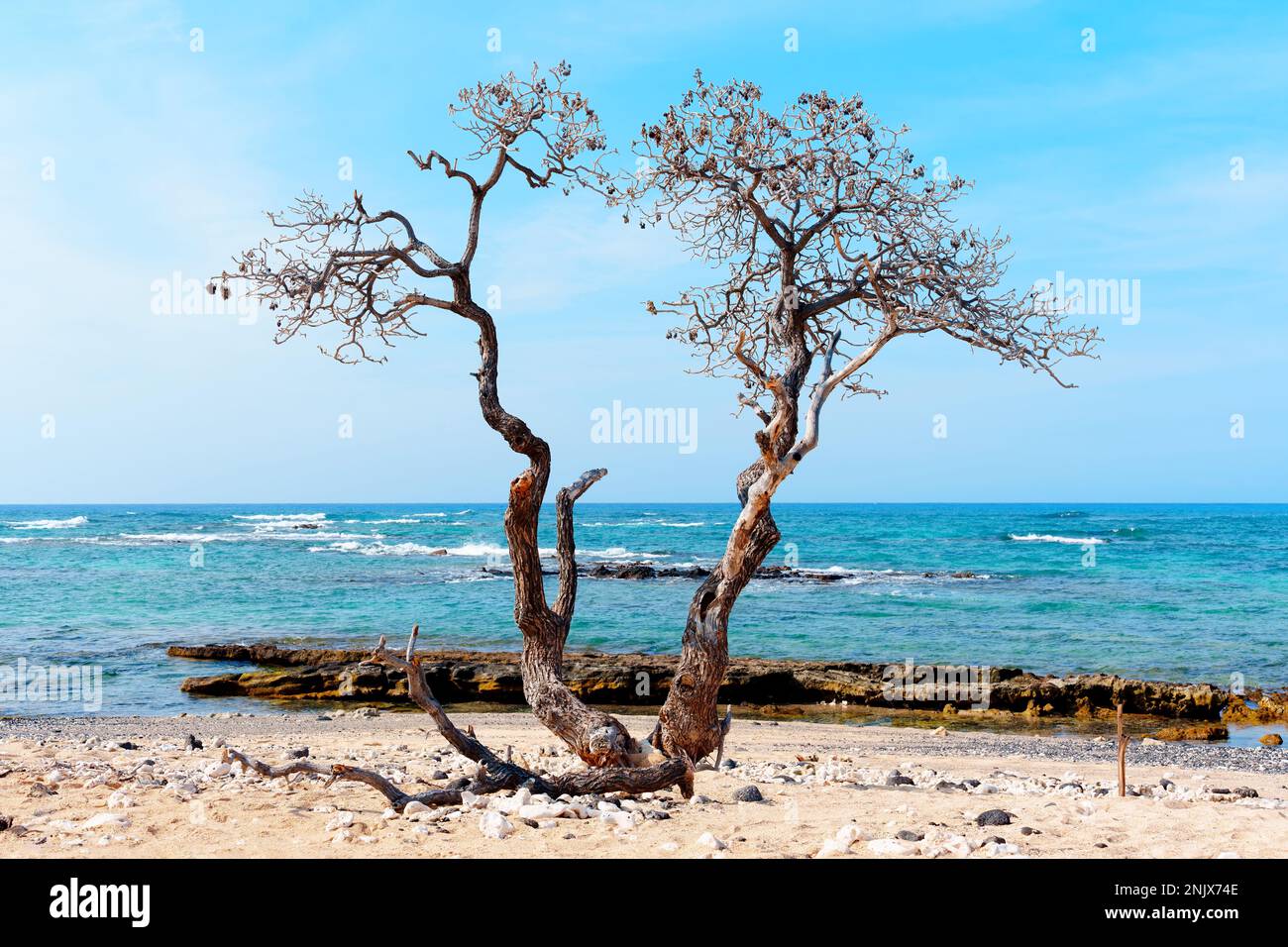 Tranquil and picturesque oceanic landscape: Old weathered tree with twisted branches by the ...