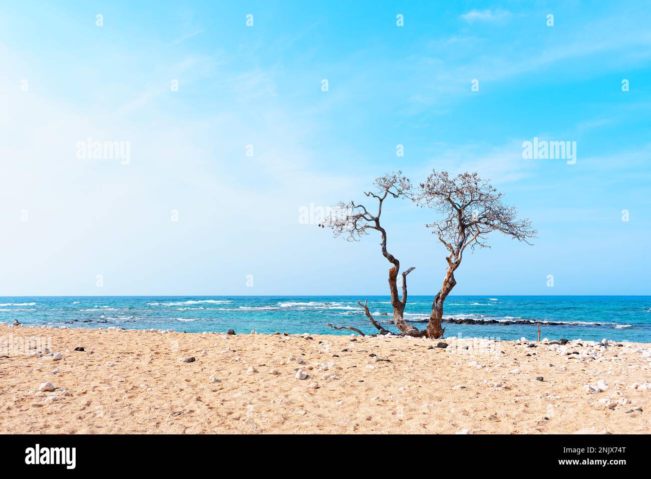 Raw beauty of nature: crooked tree standing tall on a sandy ocean beach ...