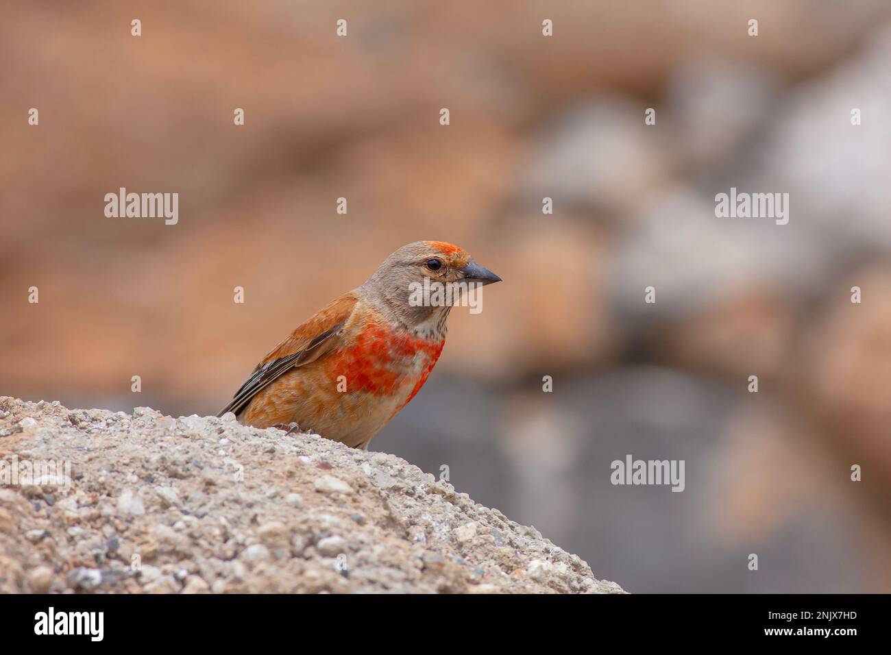 little bird watching on the ground, Common Linnet, Linaria cannabina ...