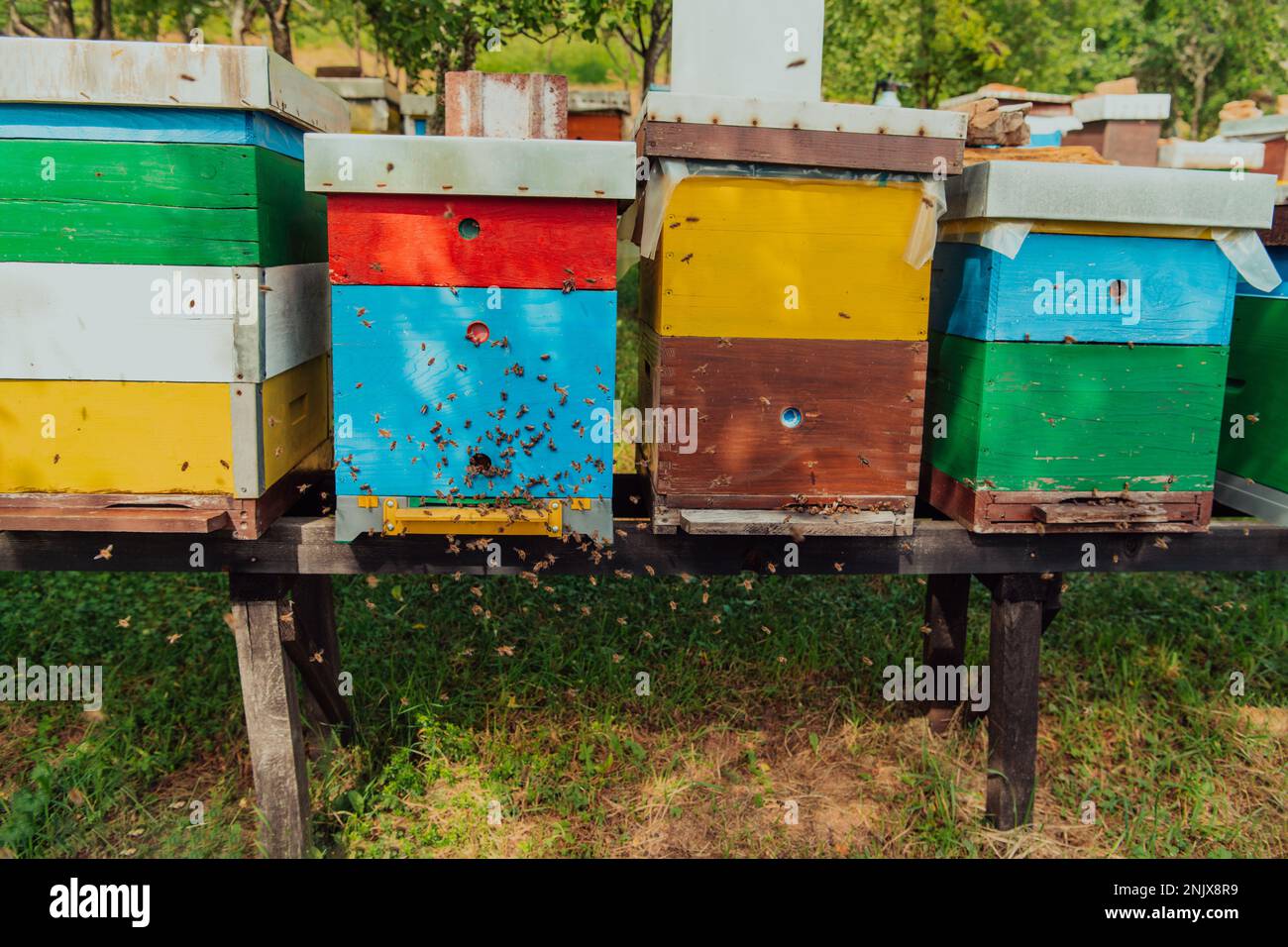 Row of blue and yellow hives. Flowers honey plants in the apiary. Bees ...