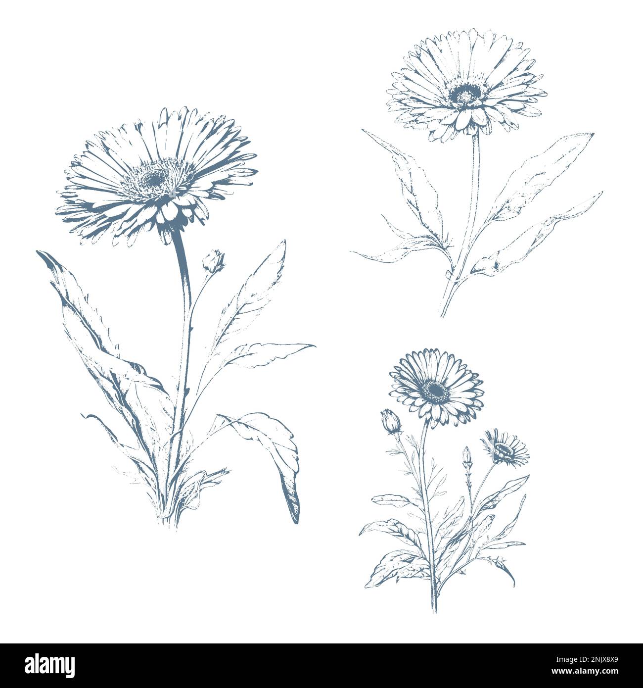 Hand drawn wild hay flowers. Calendula flower. Medical herb. Vintage ...